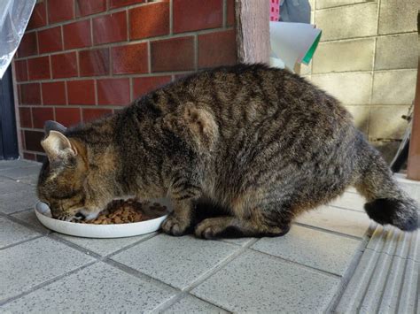 カギしっぽのメスの野良猫ちゃん。 今日も我が家にやってきてしっかりと栄養補給していきました。 いつの日かそのかぎしっぽで幸運を引っ掛けてくれる