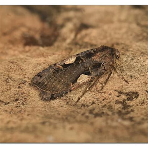 Setaceous Hebrew Character A Animal Nature Observation In The