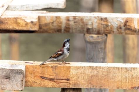 Premium Photo House Sparrow