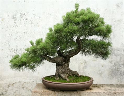 Advanced Bonsai Tree Care Mastered With 5 Easy Tips