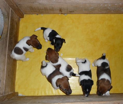 Chiots fox terriers Gîte rural La Cotterie Eleveur fox terrier à