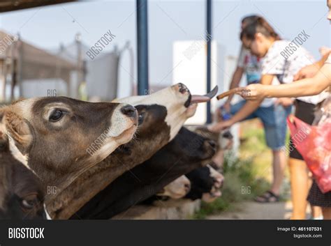 Feed Calves Black Image And Photo Free Trial Bigstock