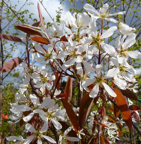 Tree With White Flowers That Smell Good Home And Gardens