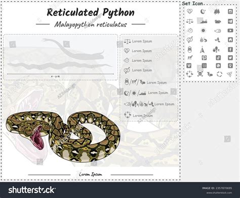 Diagram Showing Parts Of A Reticulated Python Royalty Free Stock