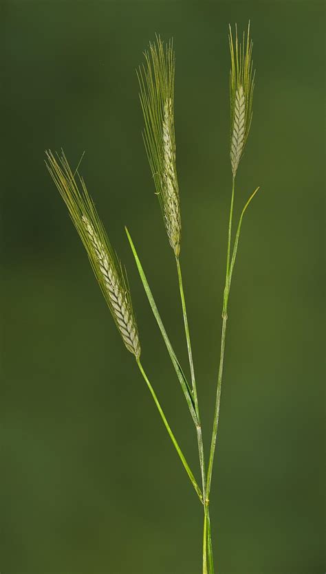 Rye Ear Grain Free Photo On Pixabay Pixabay