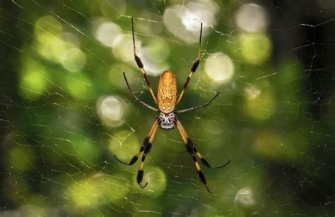Giant Banana Spider Bite
