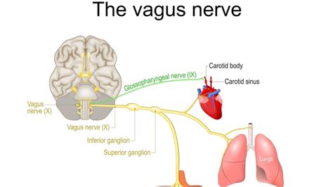 Nerf Vague Le Pont Essentiel Entre Santé Physique Et Mentale