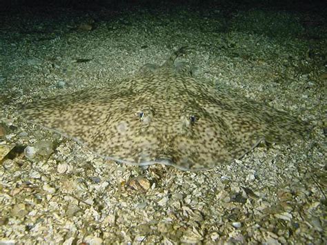 Rays And Sharks Elasmobranchii