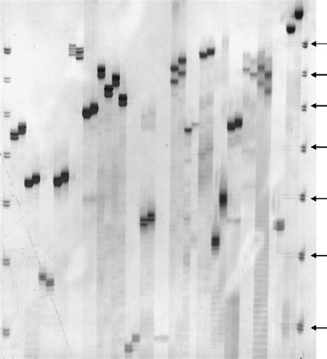 1 polymorphic ssr primers screening between the resistant h7996 and