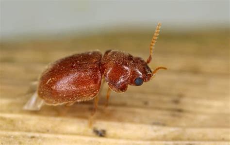 Pantry Pests The Ultimate Guide To Pantry Pests In South Florida
