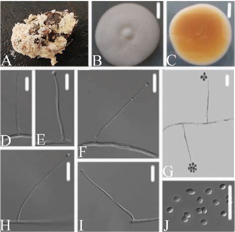 Simplicillium Scarabaeoidea A Infected Scarab Scarabaeoidea B C Download Scientific