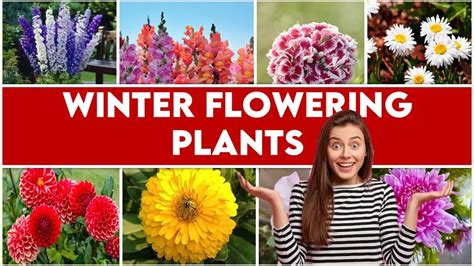 Indoor Flowering Plants In India Top 10