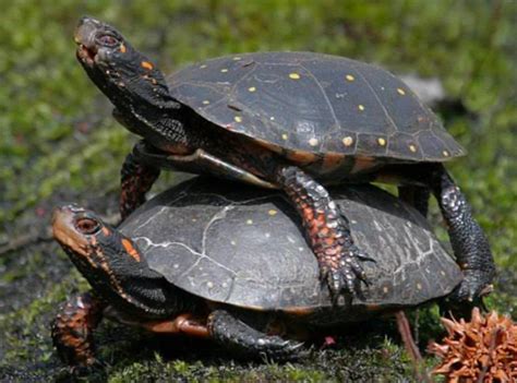 Spotted Turtle Clemmys Guttata Care Guide For This Endearing North