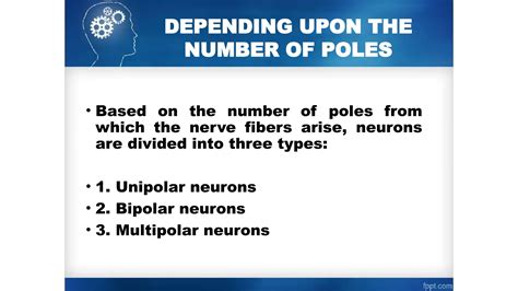 Nervous System Classification And Structure Of Neuron And Nerve Fibers Pptx