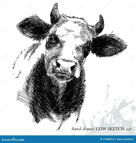 Dibujo De Vaca Ilustraci N De Vaca Reproductora Ganader A Ganado Serie