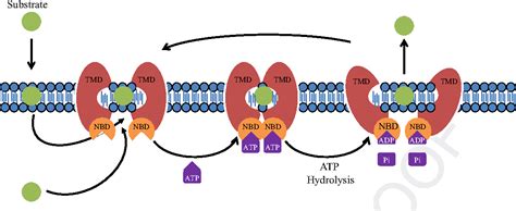 Figure 2 From Mammalian Drug Efflux Transporters Of The Atp Binding