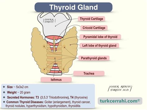 Thyroid Tissue