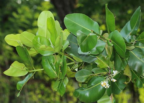 Calophyllum Inophyllum L Plants Of The World Online Kew Science