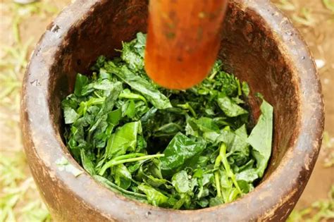 Health Benefit Of Cassava Bbc News Pidgin