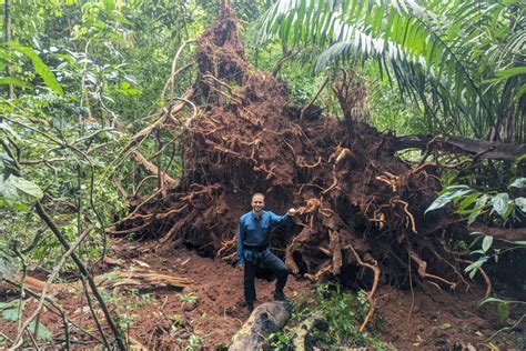 Global Warming Is Altering Storms Lightning Impacting Tropical Forests
