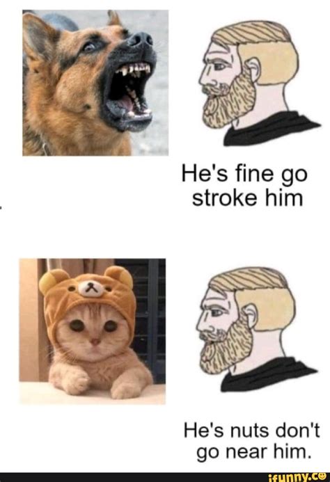 Hes Fine Go Stroke Him Hes Nuts Dont Go Near Him Ifunny