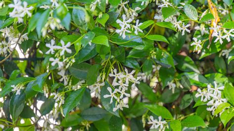 How To Grow Star Jasmine In Pots The Fast Growing