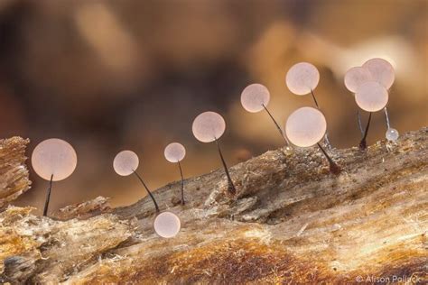 Bellissime Foto Macro Svelano Il Mondo Nascosto Dei Funghi Nella Foresta