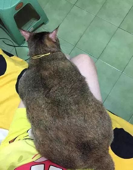 出差前將貓丟給母親照顧，四個月後回來一看：媽，你幫我的養的啥 每日頭條