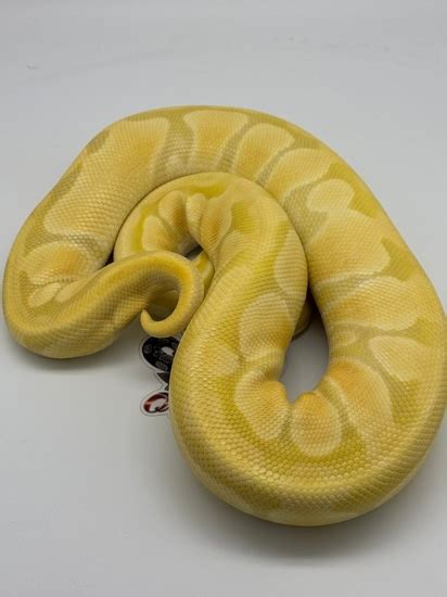 Enchi Toffino Ball Python By Okballs