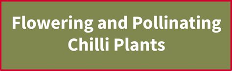 Chilli Growing Guide By Chilliesontheweb