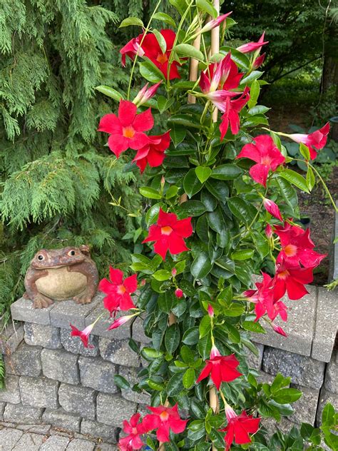 How To Grow A Mandevilla Plant At Hae Wilson Blog