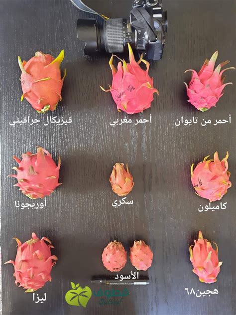 ‎dragon Fruit In Dragon Fruit In Egypt دراجون فروت مصر