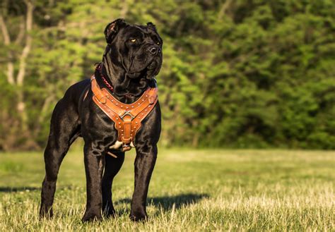 Outlaw Kennel Cane Corso Louisiana