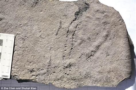 动物在陆地留下的第一个脚印我国5 5亿年化石揭开生物登陆之谜