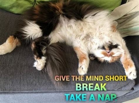 The 14 Funniest Persian Cat Memes Of 2019 Page 2 Of 3 Petpress