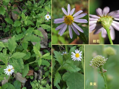 野山の草花木々の花植物検索図鑑 カントウヨメナ