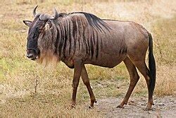 Wildlife Of Mozambique Wikipedia
