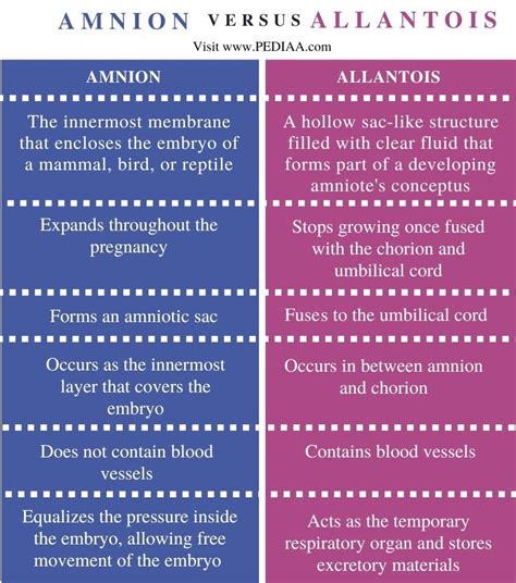 What Is The Difference Between Amnion And Allantois Pediaa Com