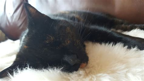 My Kitty Called Soup Aww