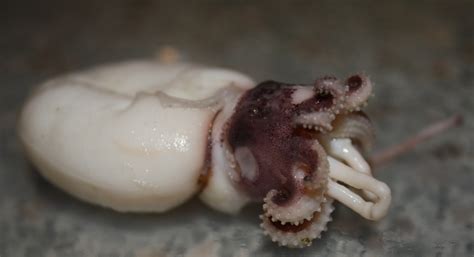 Cuttlefish Free Photo Download Freeimages