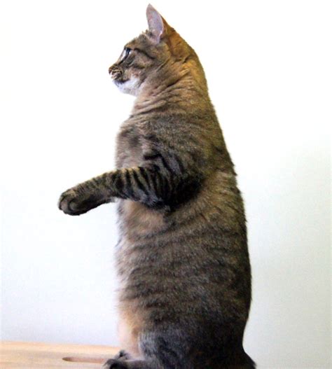 Junebug Happy Cats Haven