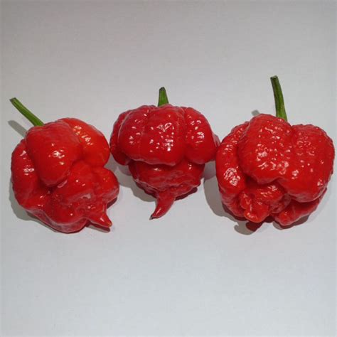 Trinidad Moruga Scorpion Red Shopee Philippines