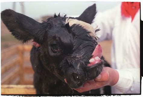 Chernobyls Animal Mutations Nexus Newsfeed