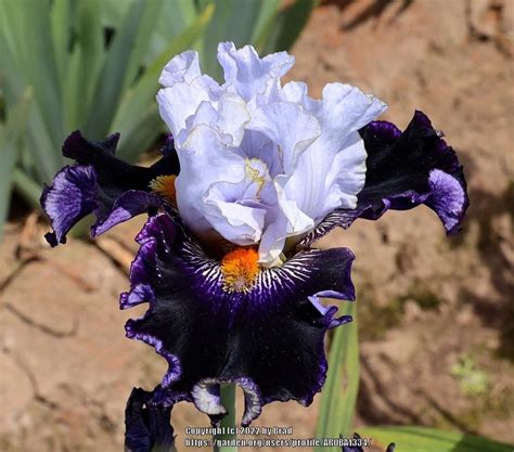 Tall Bearded Iris Iris Noble Class In The Irises Database