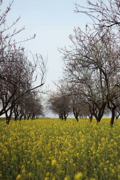 90 Pampore Foto Foto Stok Potret And Gambar Bebas Royalti Istock
