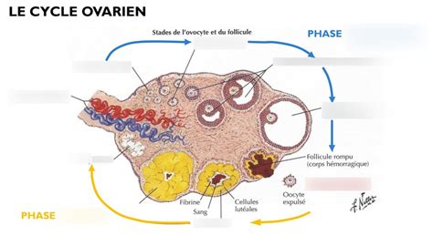 Diagram Schéma Le Cycle Ovarien 1 Quizlet