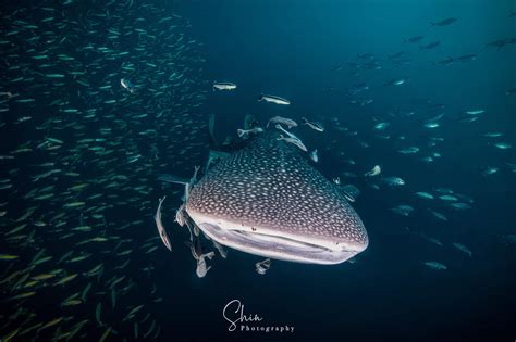 2025 10 Best Redang Snorkeling Tour Packages Holidaygogogo