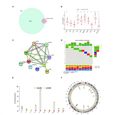 A Landscape Of Key Cuproptosis Associated Genes Cags In Ccrcc A