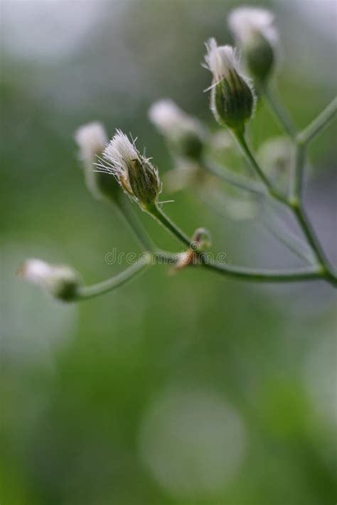Cyanthillium Cinereum Little Ironweed Poovamkurunnila Monara