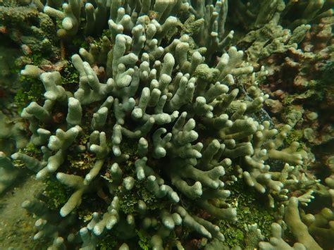 Cylindrical Finger Coral Porites Cylindrica · Aquariumpro